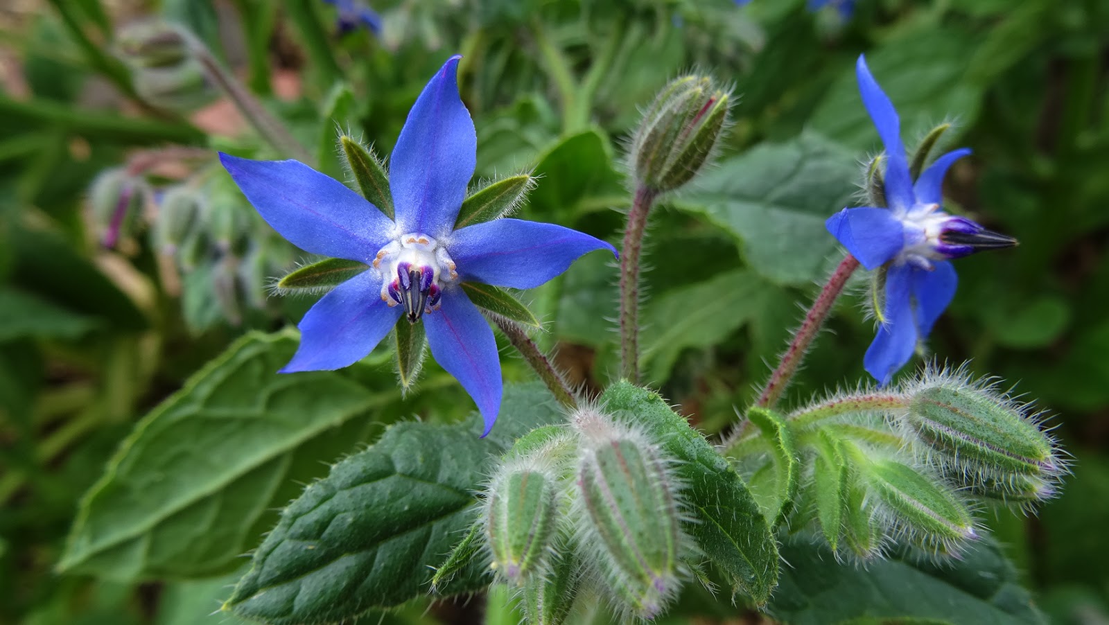 FLORAL FRIDAY FOTOS: FFF104 - BORAGE