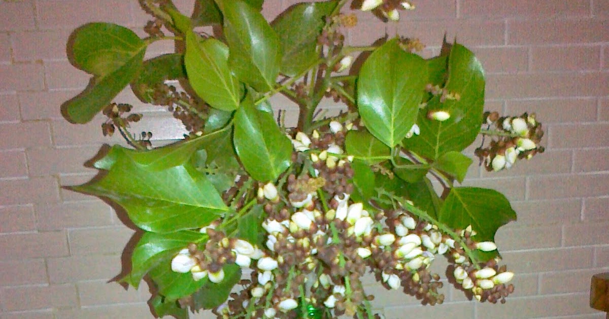 Roznamcha -Karguzari: green inside