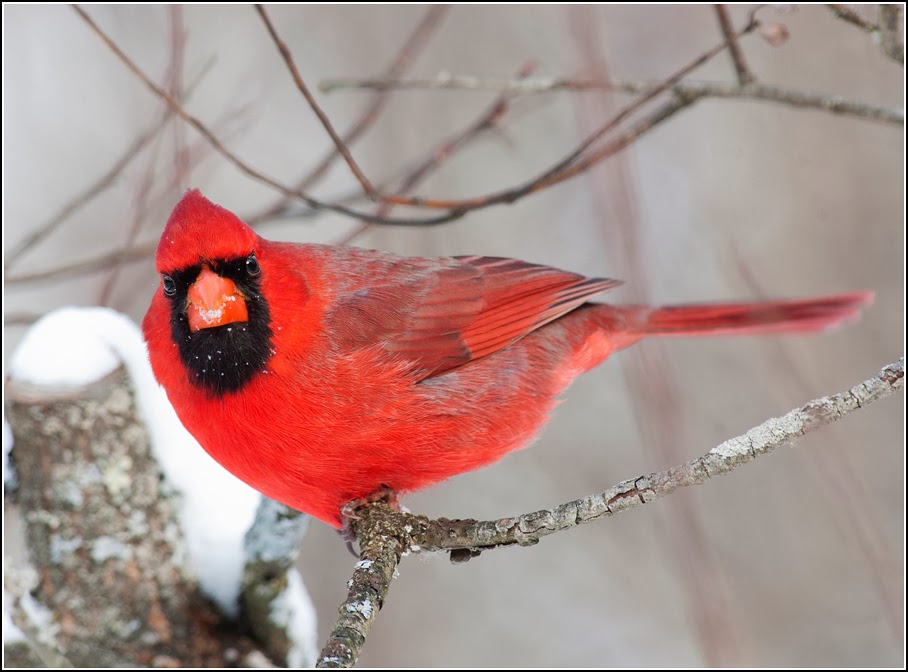 Explorations of an Ecologist: Common backyard birds! Photoshoot!