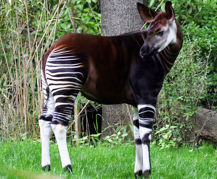 Zeus Buddy: OKAPI