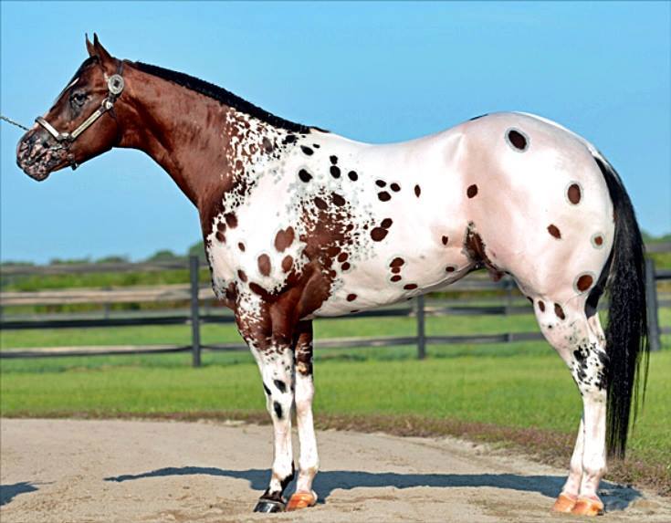 Kingdom of Pet: Appaloosa - The Most Beautiful Horse Breed in the World