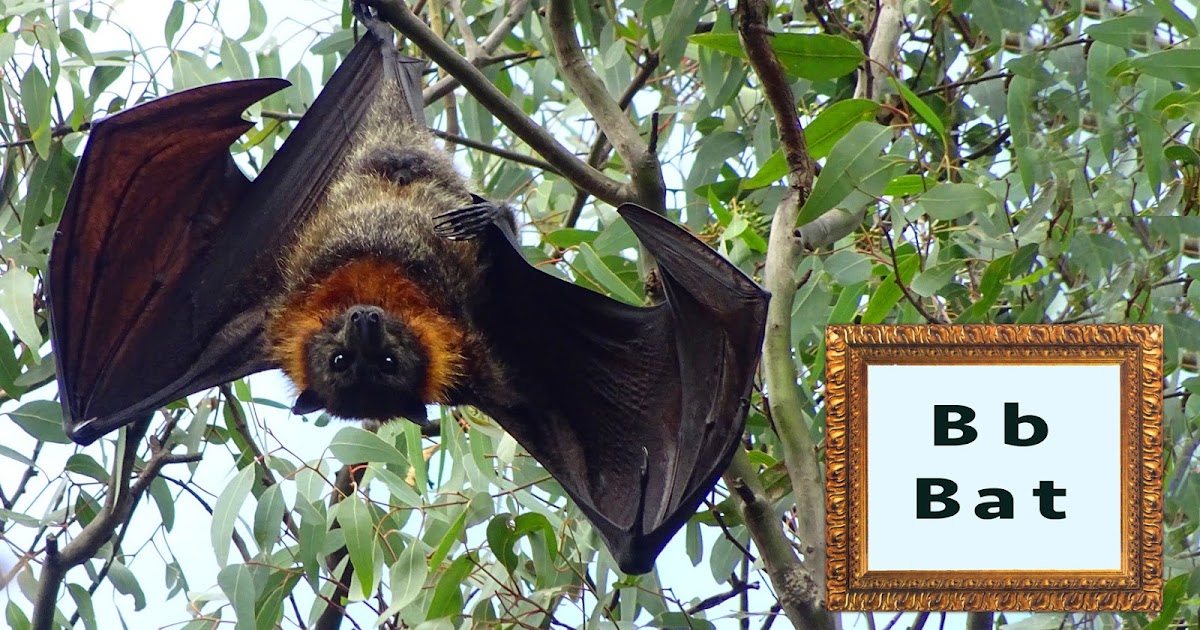 NixPixMix: B IS FOR 'BAT'