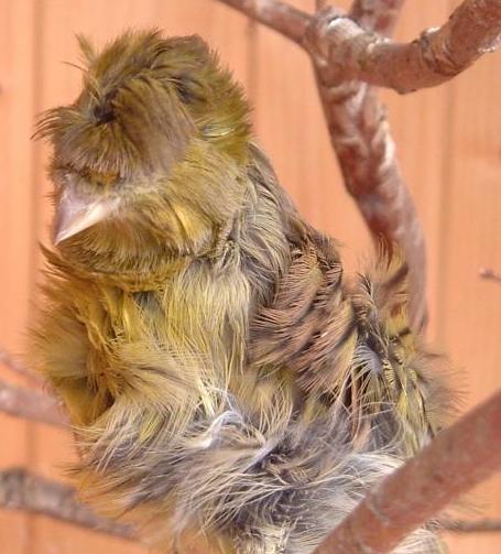 LOS CANARIOS DE POSTURA: Canarios Rizados (1)