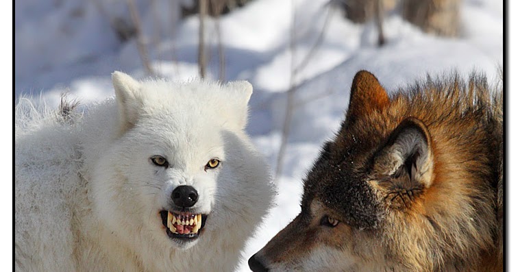 White Wolf : Wolf Watch Cam From The International Wolf Center (LIVE)