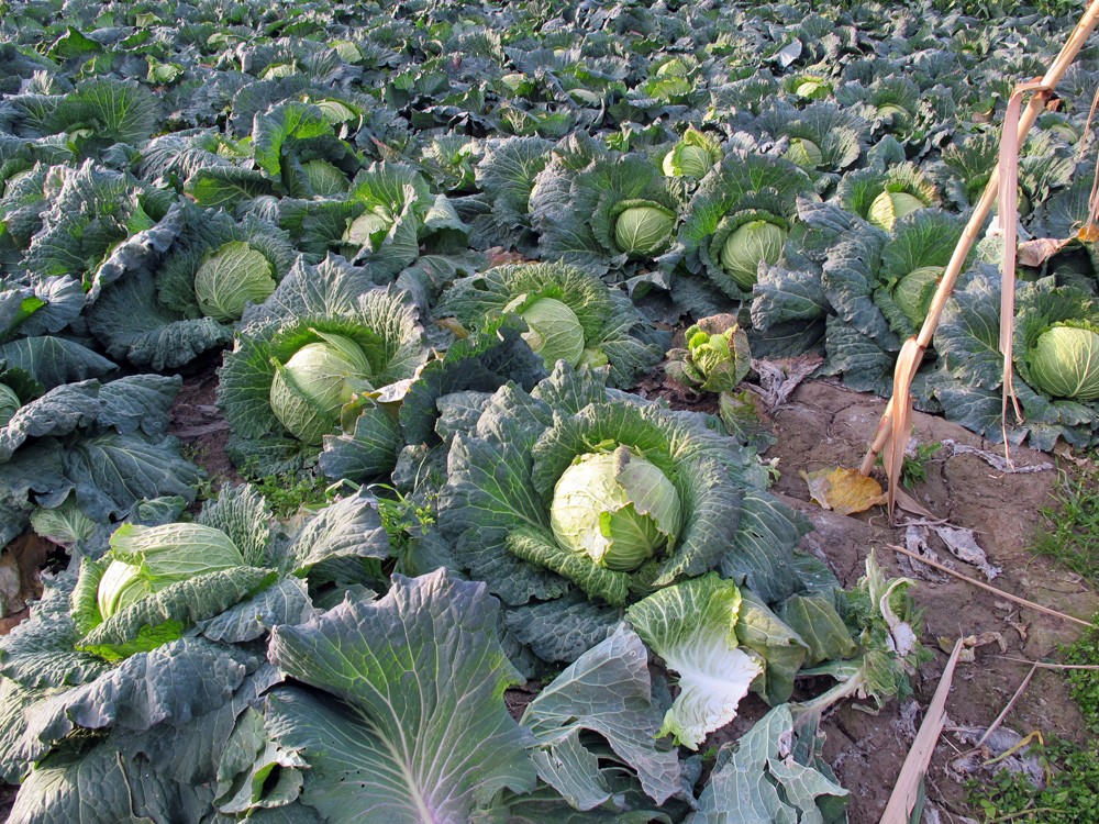 Flora medicinal, alimenticia y artesanal de la Ribera Navarra: Brassica ...