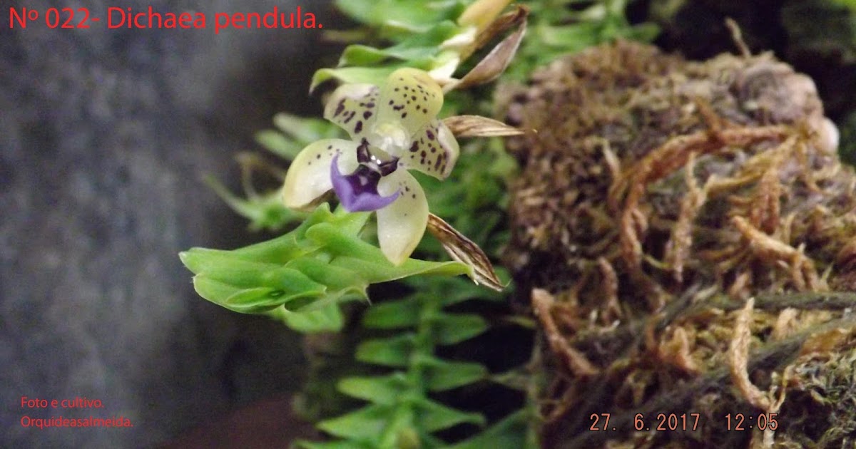 Orquideas Almeida Blogspot. com: Nº 022 - Dichaea pendula.
