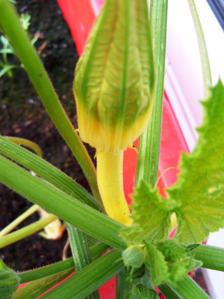 Kelli's Northern Ireland Garden: Veg Update (Courgette, Cucumber ...