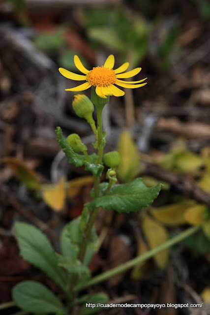 Cuaderno de Campo Payoyo: Flora primaveral en Villaluenga