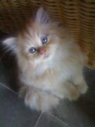 Kucing~Kelinci~Hamster