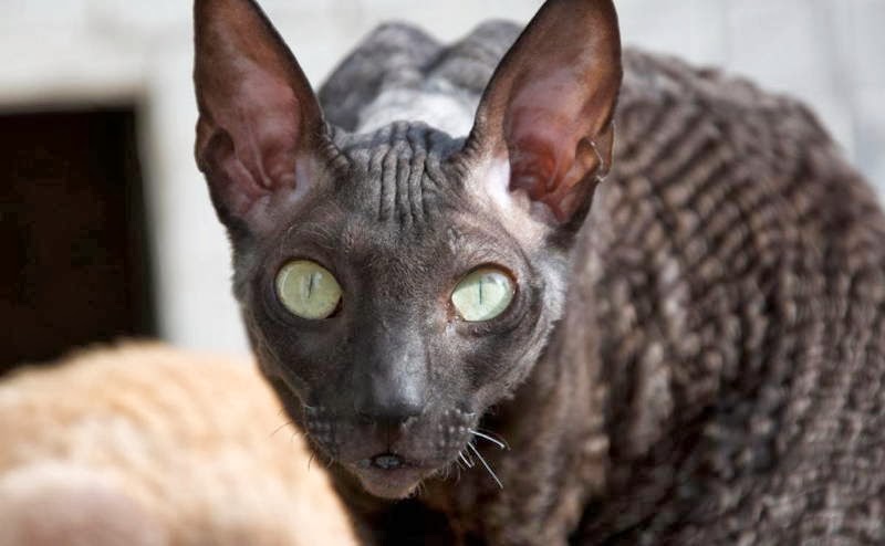 Most Famous Cats: Worlds Ugliest Cats