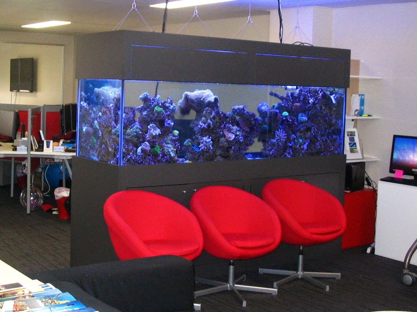 The office aquarium has a calming effect.