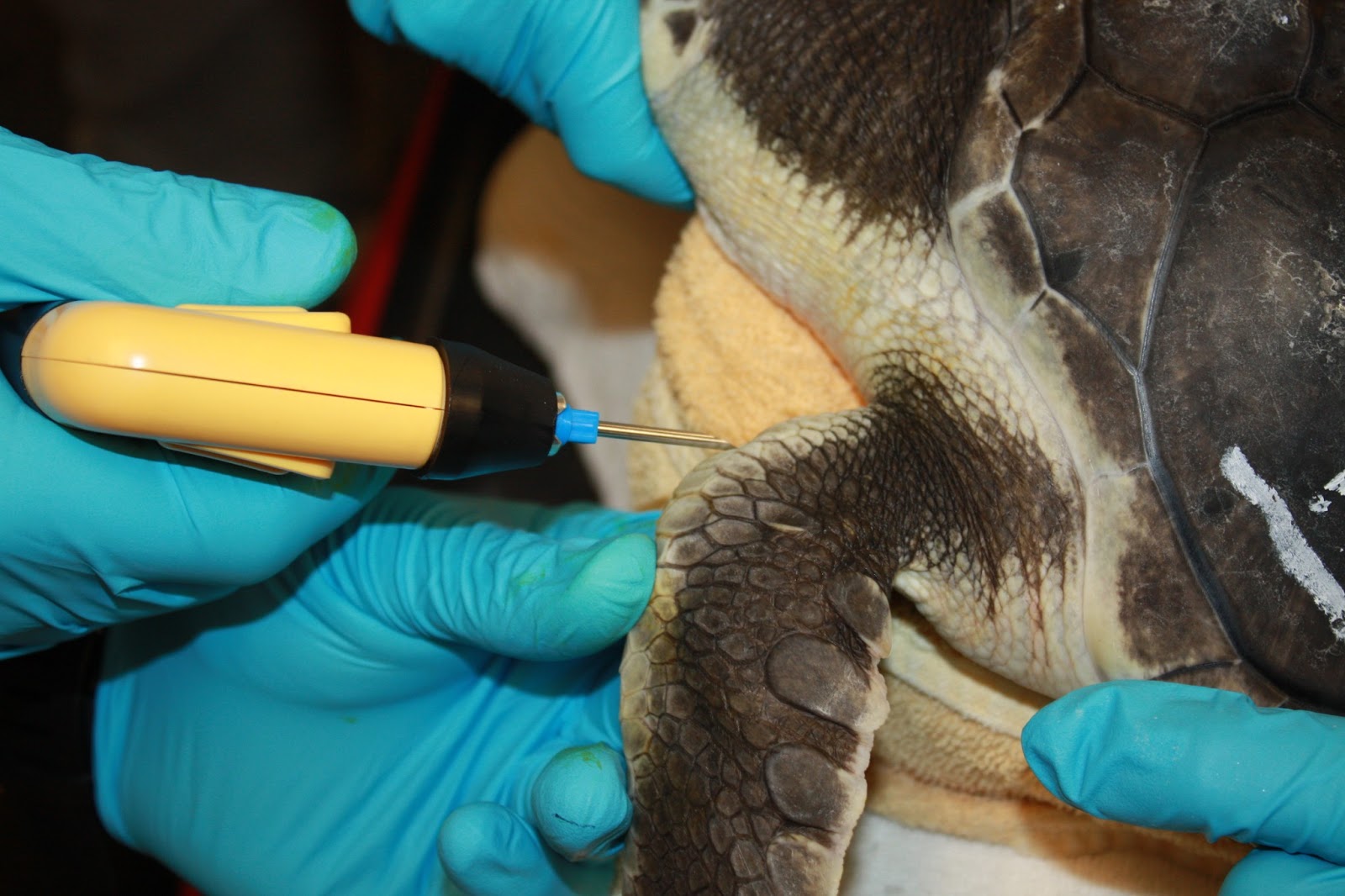 Marine Animal Rescue Team Blog