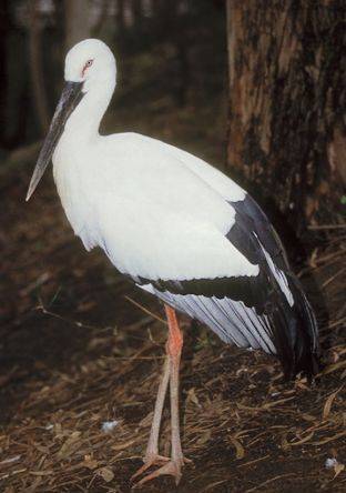 Cigüeña | Naturaleza asombrosa, maravillas naturales