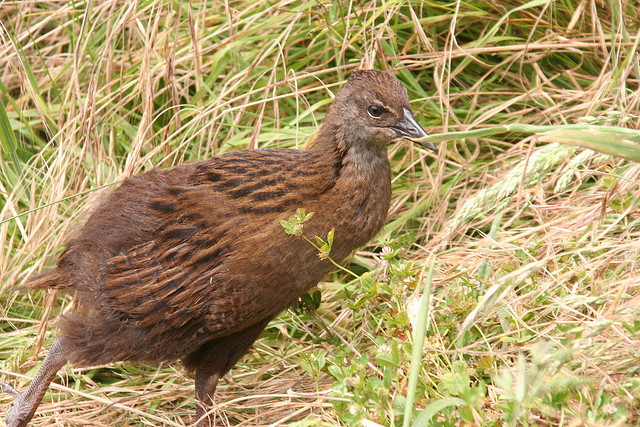 weka, weka gartenhaus. | High Definition Wallpapers