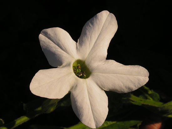 Staudefeen: Den skønne tobak