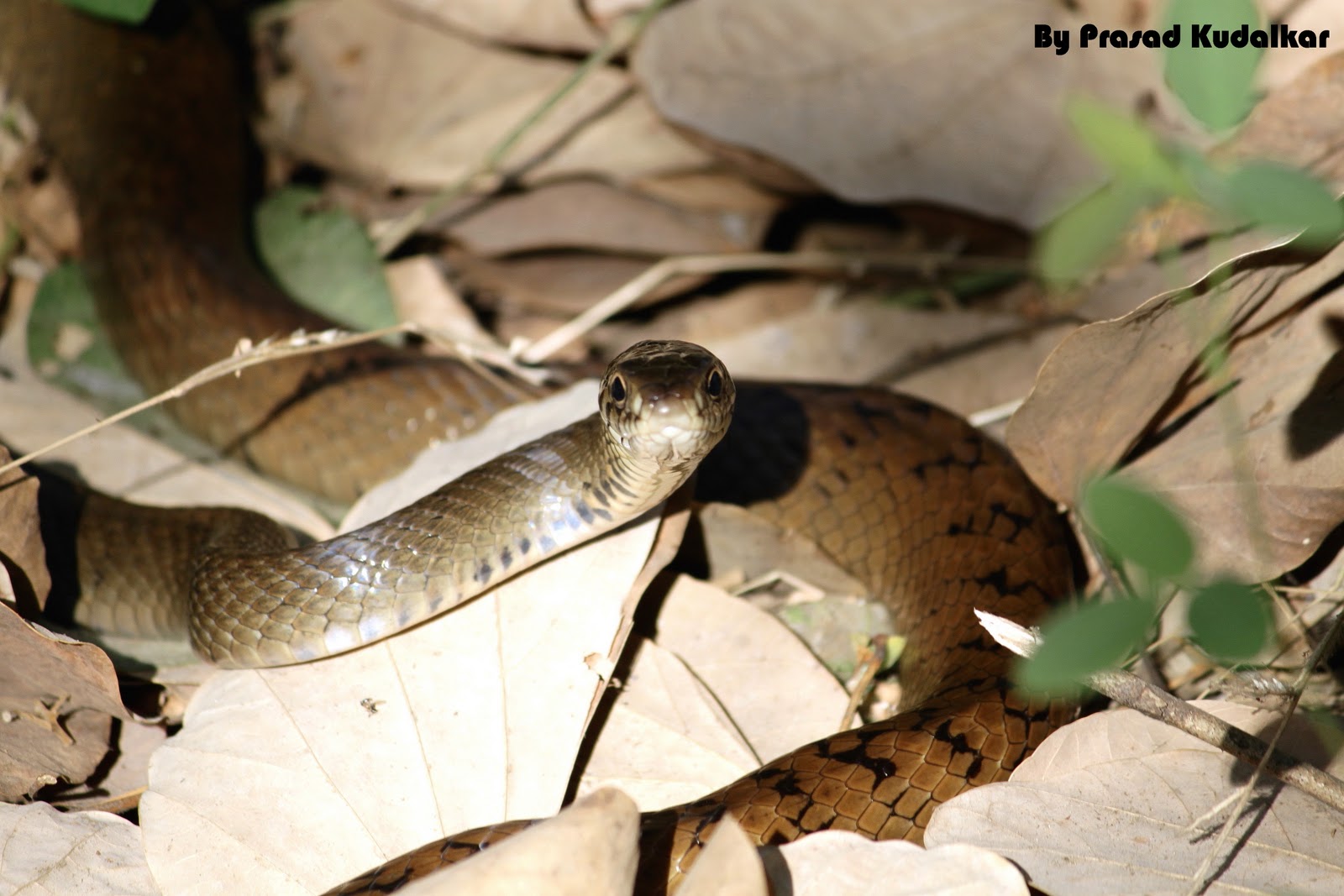 Wild Life Photography in Maharashtra: Reptiles in Maharashtra