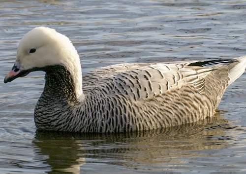 Emperor goose | American birds | Birds of India | Bird World