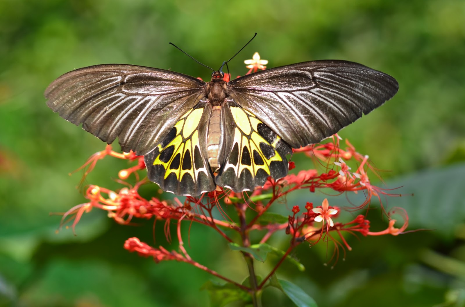 The Top Post !: Photographing Southern Birdwing - Largest butterfly in ...