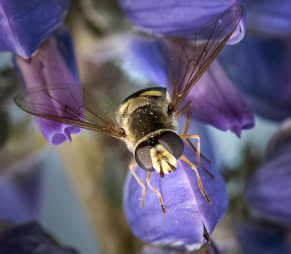Around the Lupins - by Spokane Photographer Mike Busby