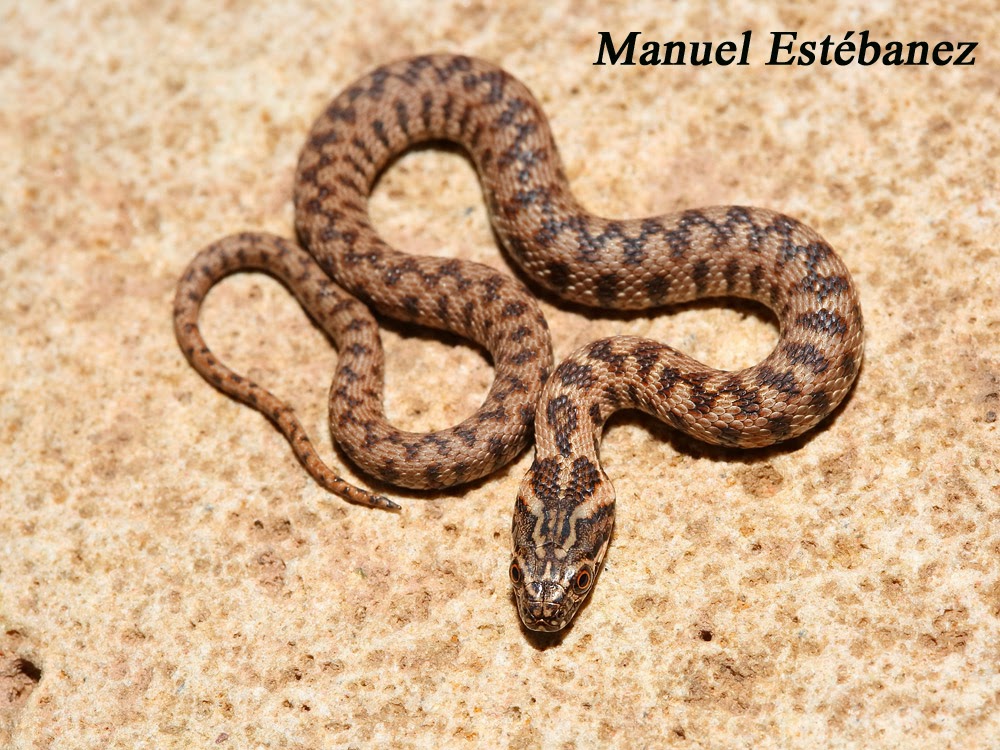 Miradas Cantábricas: Culebra viperina o culebra de agua (Natrix maura)