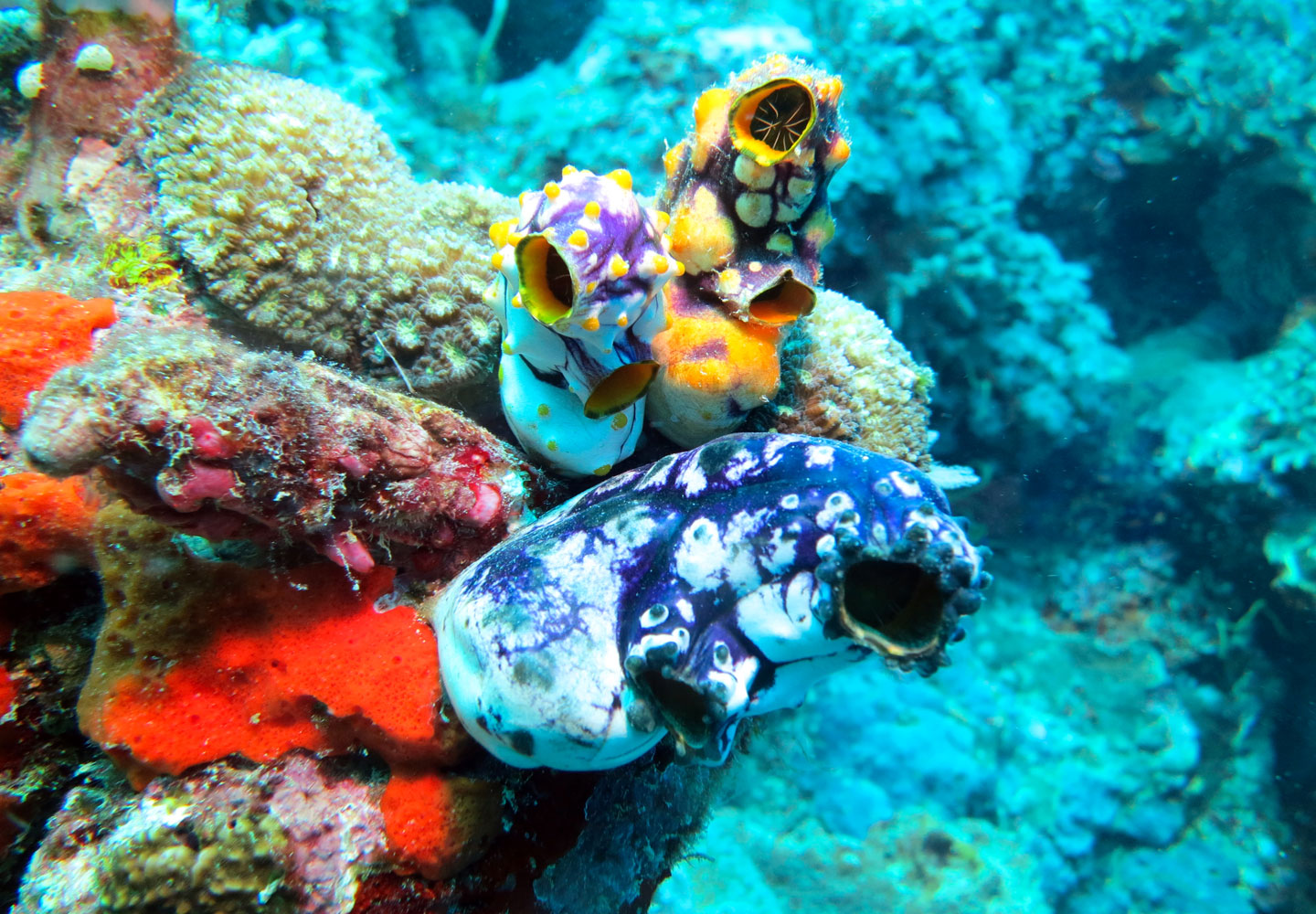 Wakatobi National Park - Marine Nature Tourism