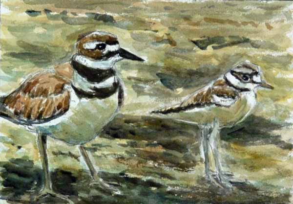 art, birds, nature: Another Killdeer Painting