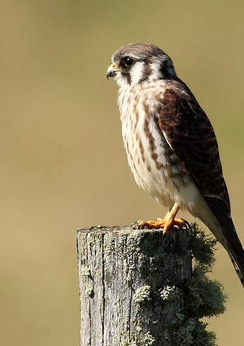 French Vocabulary Illustrated: pieu