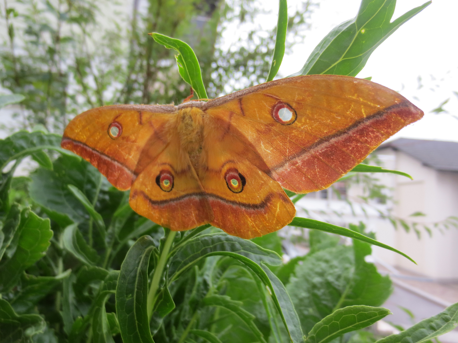 Menard & Jack Russell Terrier: Nočni metulj jamamaj