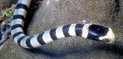 Artes de Pesca: LA COBRA MARINA