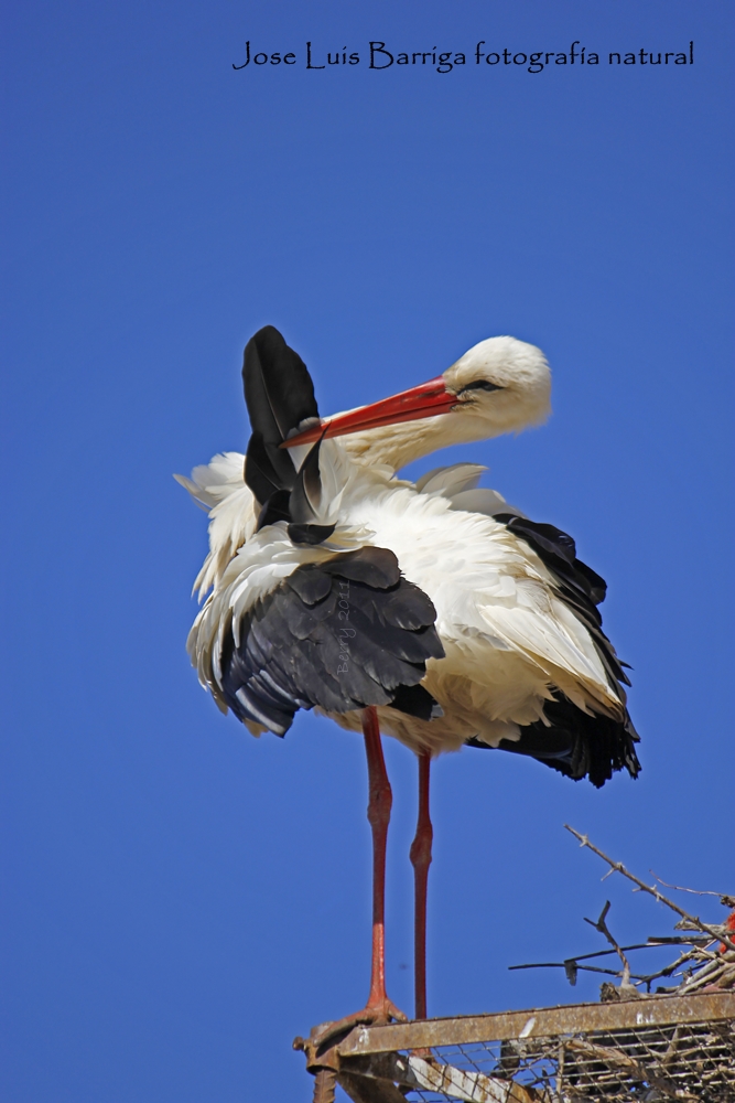 El Rinche de Berry : Fotos de Aves