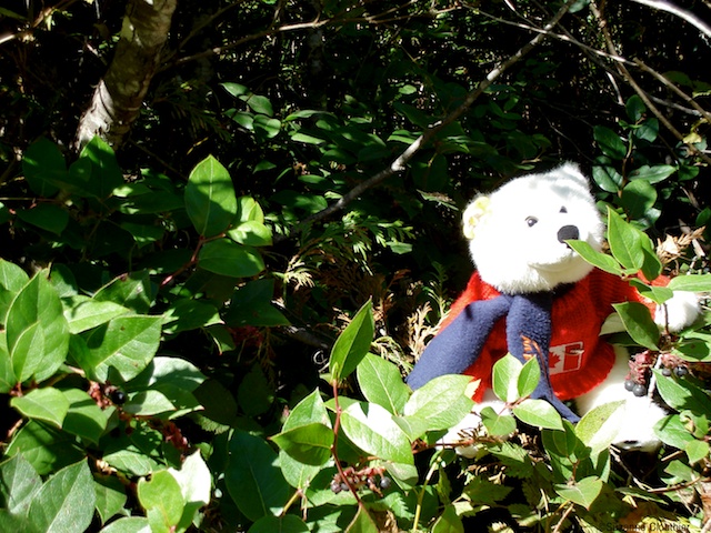 SATW Canada Travelling Teddy Bear Blog: Bella Bella and the Sasquatch