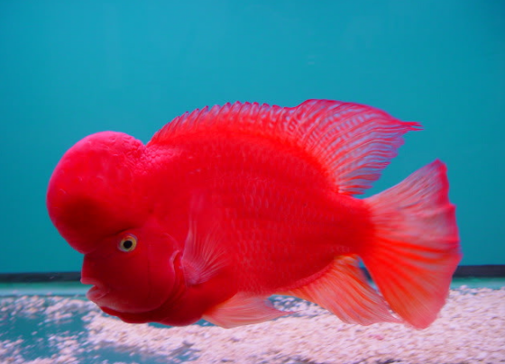 Segala Sesuatu Tentang Ikan : Tahukah Anda ? Jenis Ikan Louhan Termahal ...