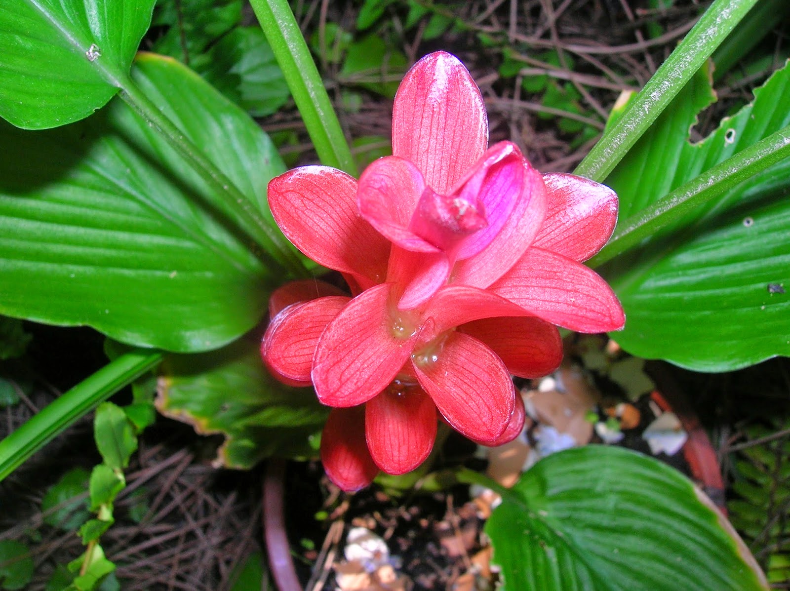 Recregarden: CURCUMA RED TORCH