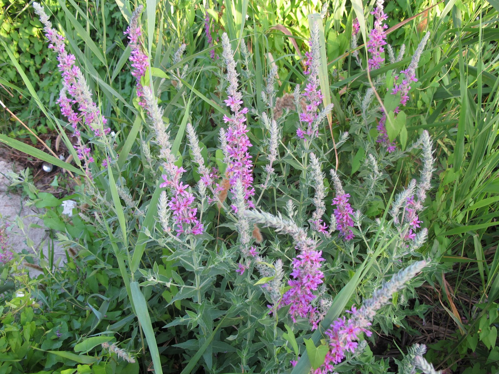 FLORA NEL SALENTO e.. anche altrove: Lythrum salicaria L. - Lythraceae ...