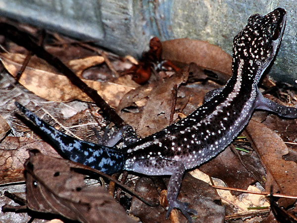 Kuroiwa's Ground Gecko