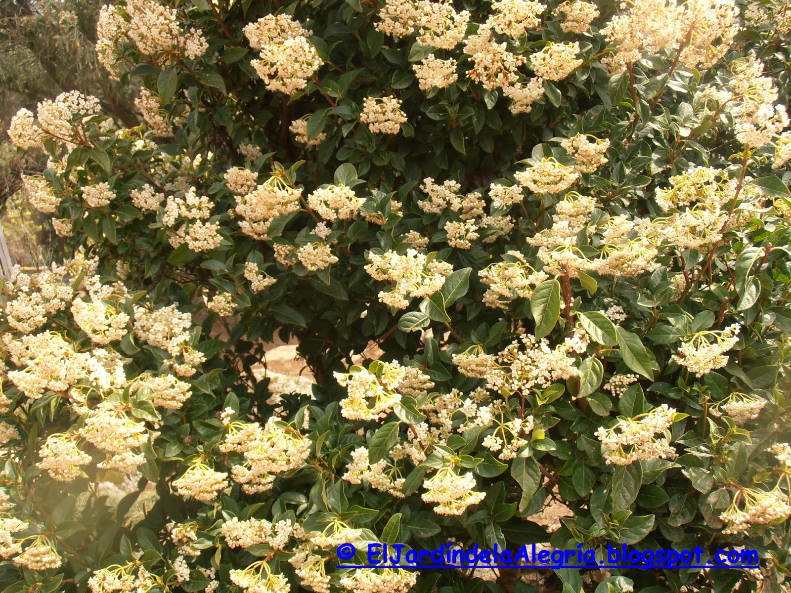 El jardín de la alegría : Viburnum tinus (Durillo) Un arbusto precioso