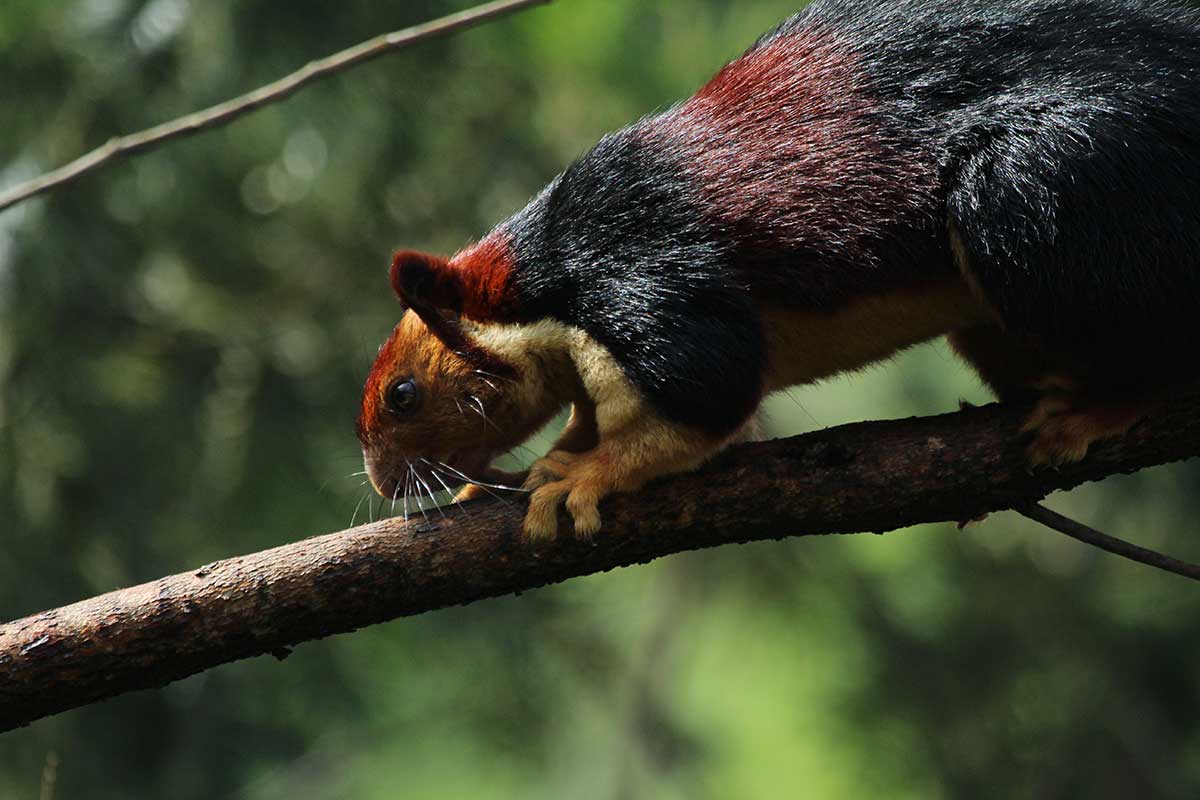 Chinnar Wildlife Sanctuary