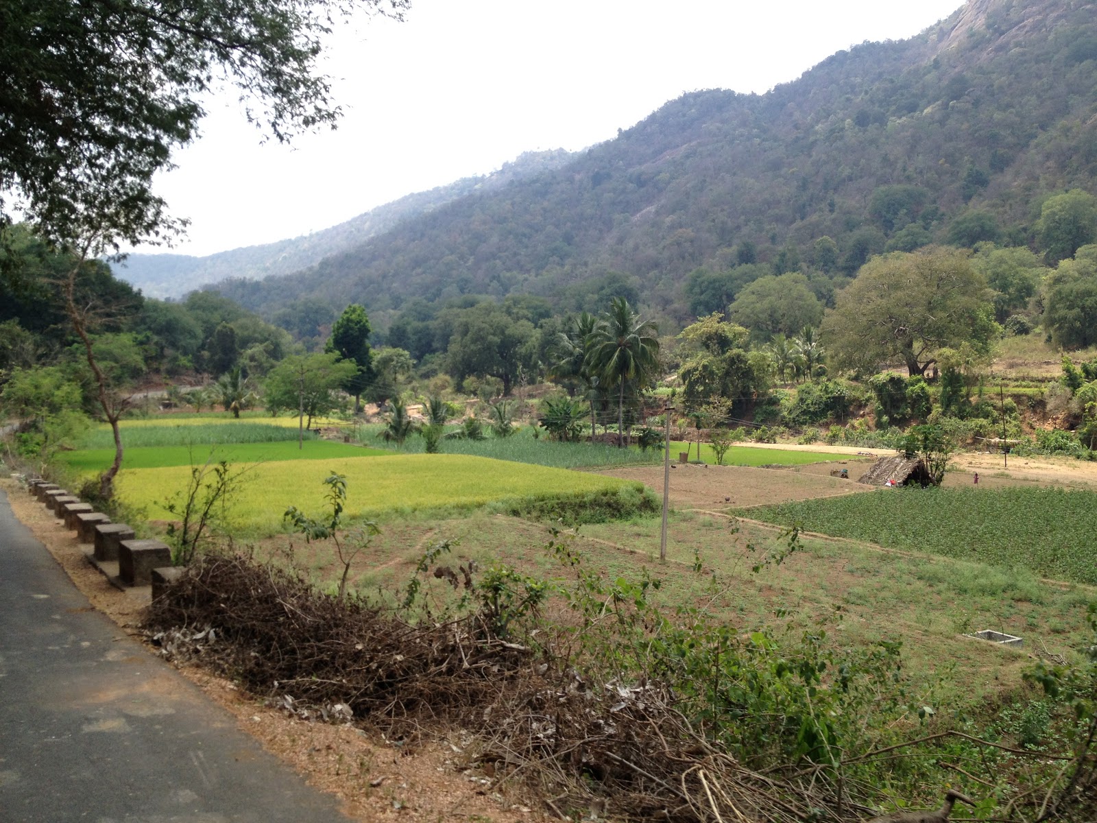 Not so traveled Roads of Javadhu Hills