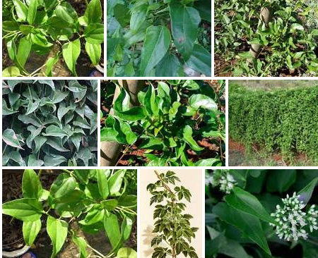 Plantas de Sitio e Jardim: Benefícios do Guaco