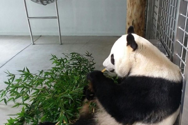 Melihat Keunikan Istana Panda Bogor Yang Lucu, Pernah Kesana? - Artikel ...