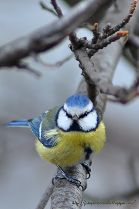 In linii mari: Pasari