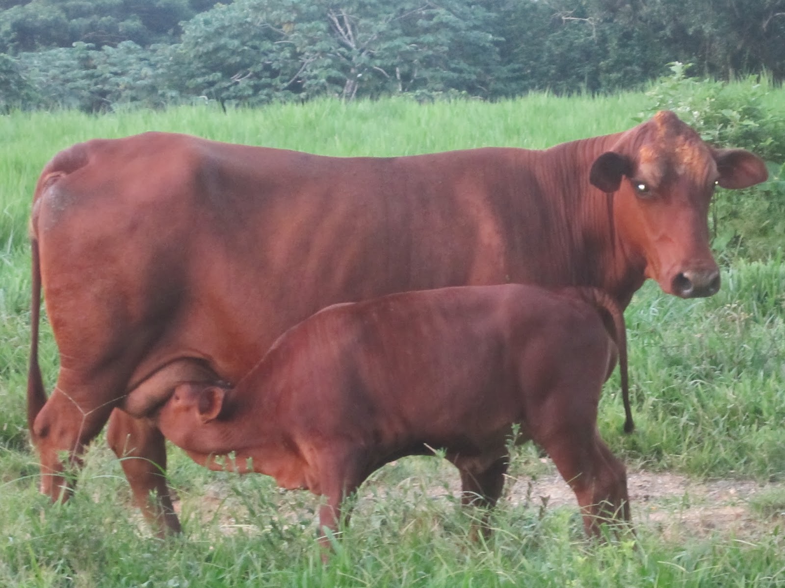 PORTAL GANADERO HIGUEYANO: Introduccion de la Raza Senepol a La ...