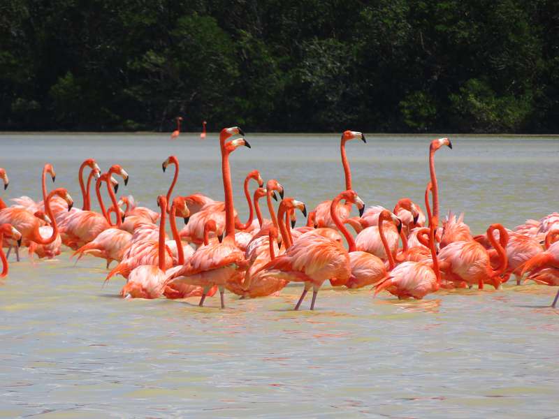 The Travelling Lindfields: The flamingos of Celestun, Mexico ...