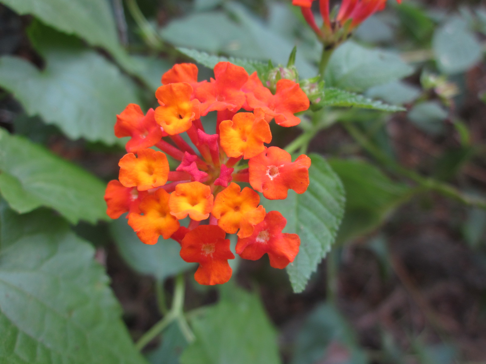 Lantana (Kongini Poovu) | KERALA NATURE AND AYURVEDA