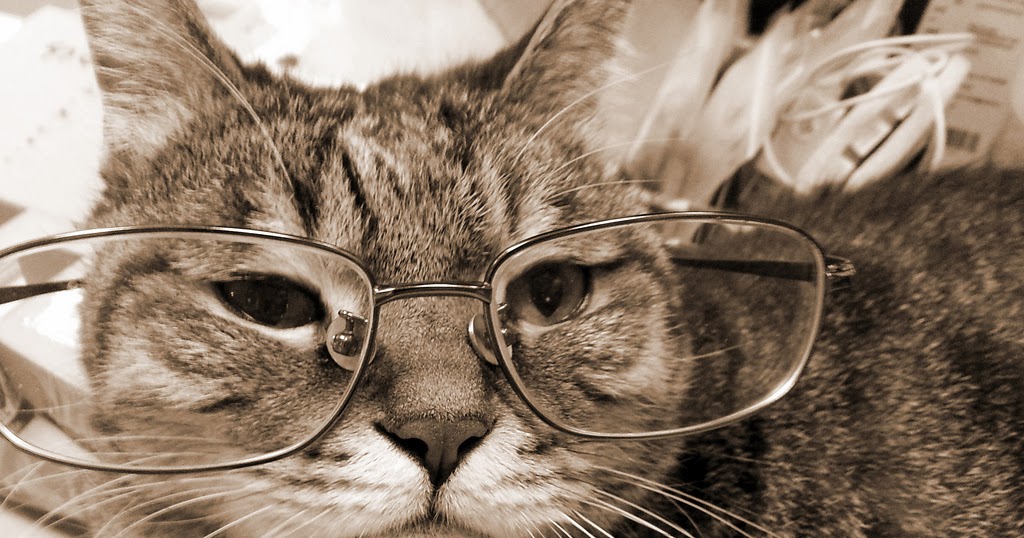 Synevovet - totul despre animalele de companie: Cum arata o pisica ...