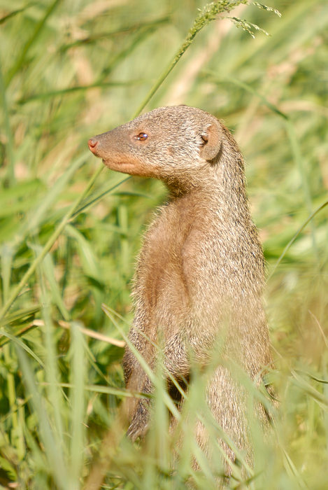 Animals of the world: Mongoose