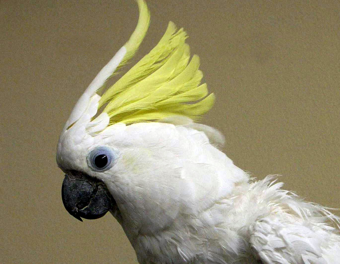 Cacatuas; Cacatuidae; Cacatuídeos; Calopsitas; Nymphicus hollandicus