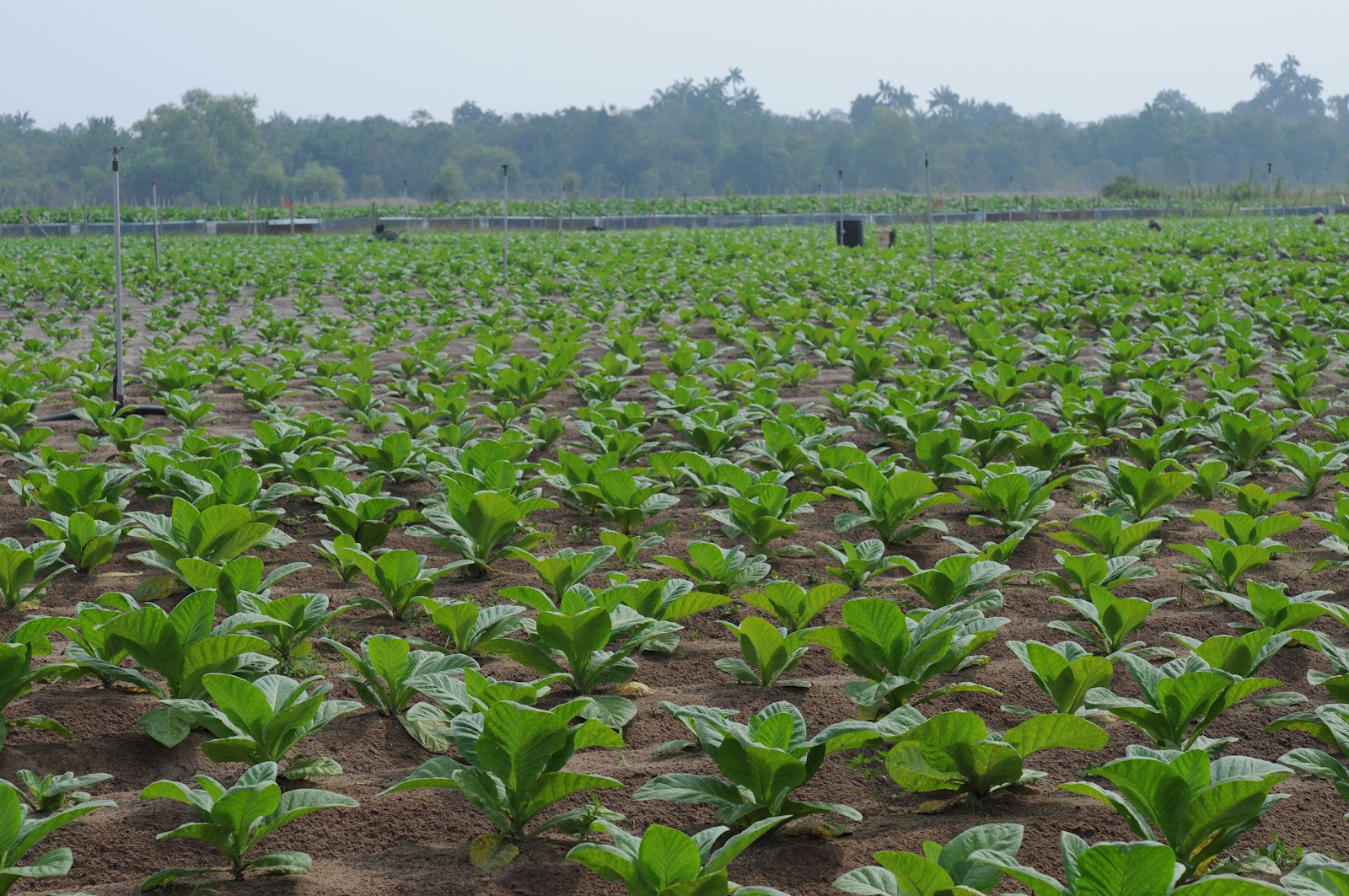 Rahsia Tanaman : Tembakau (Nicotiana tabacum)