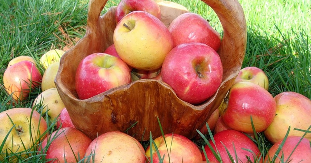 LE COQ PICORE: LES DIFFÉRENTES SORTES DE POMMES