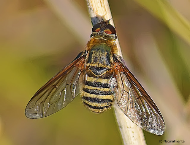 Mundo Diminuto: Villa sp.